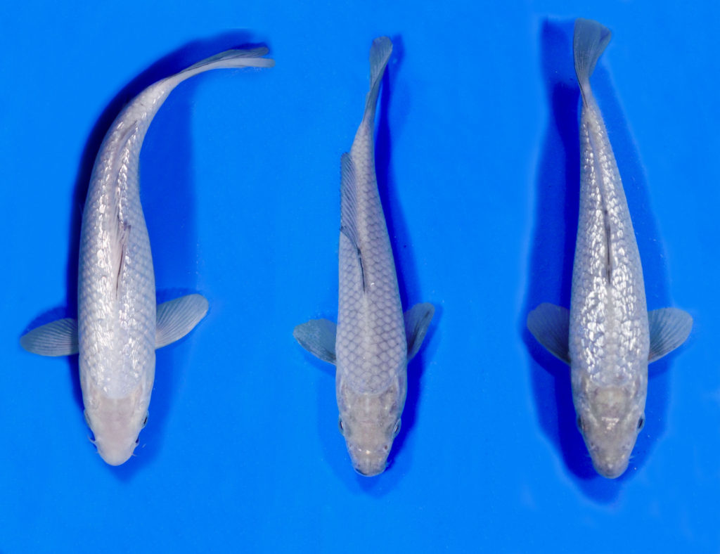 Soragoi | Blue Ridge Koi & Goldfish