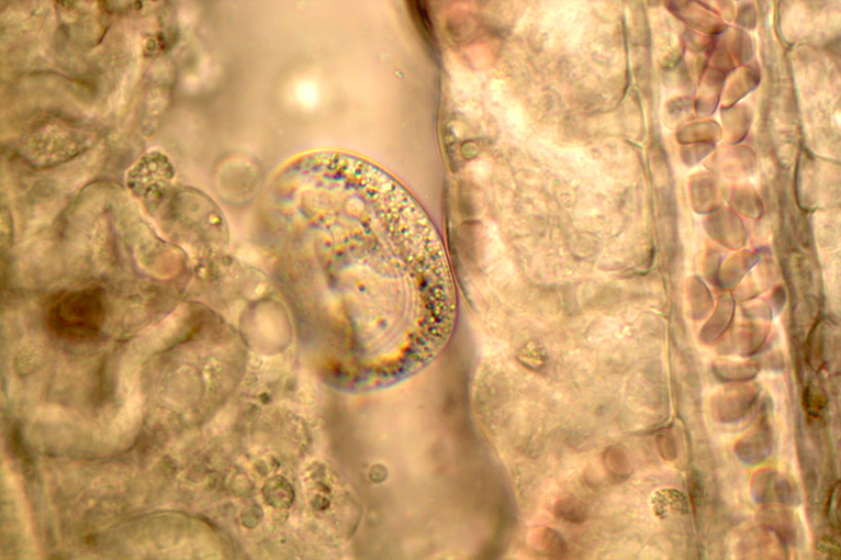 Koi & Goldfish Health | Blue Ridge Koi & Goldfish