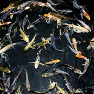 Skeleton Butterfly Koi 5-6" | Blue Ridge Fish Hatchery