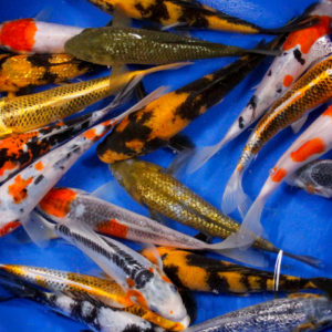 Koi for Sale | Blue Ridge Koi & Goldfish