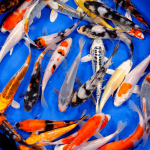 Koi for Sale | Blue Ridge Koi & Goldfish