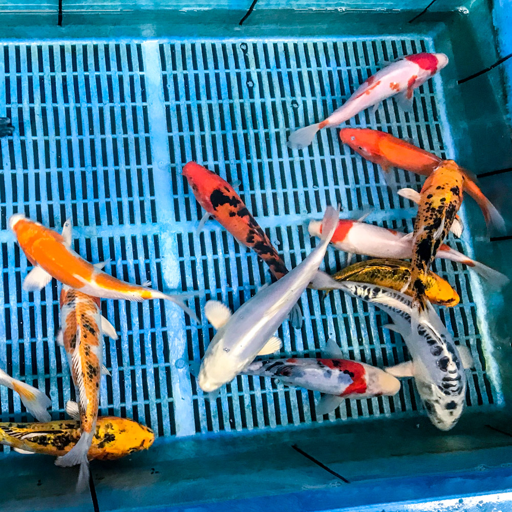 Standard Koi 8-10" | Blue Ridge Koi & Goldfish