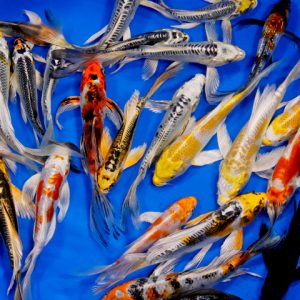 Skeleton Butterfly Koi 5-6" | Blue Ridge Fish Hatchery