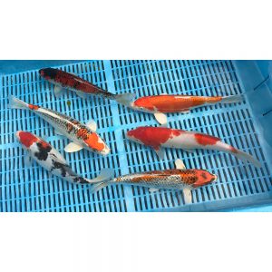 Koi Archives | Blue Ridge Fish Hatchery